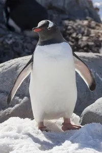 Close up of a penguin in the snow | licensed image